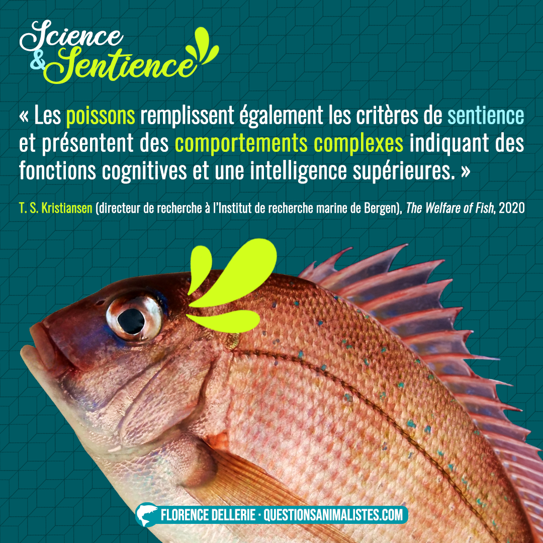 Série – Science et Sentience – Questions animalistes