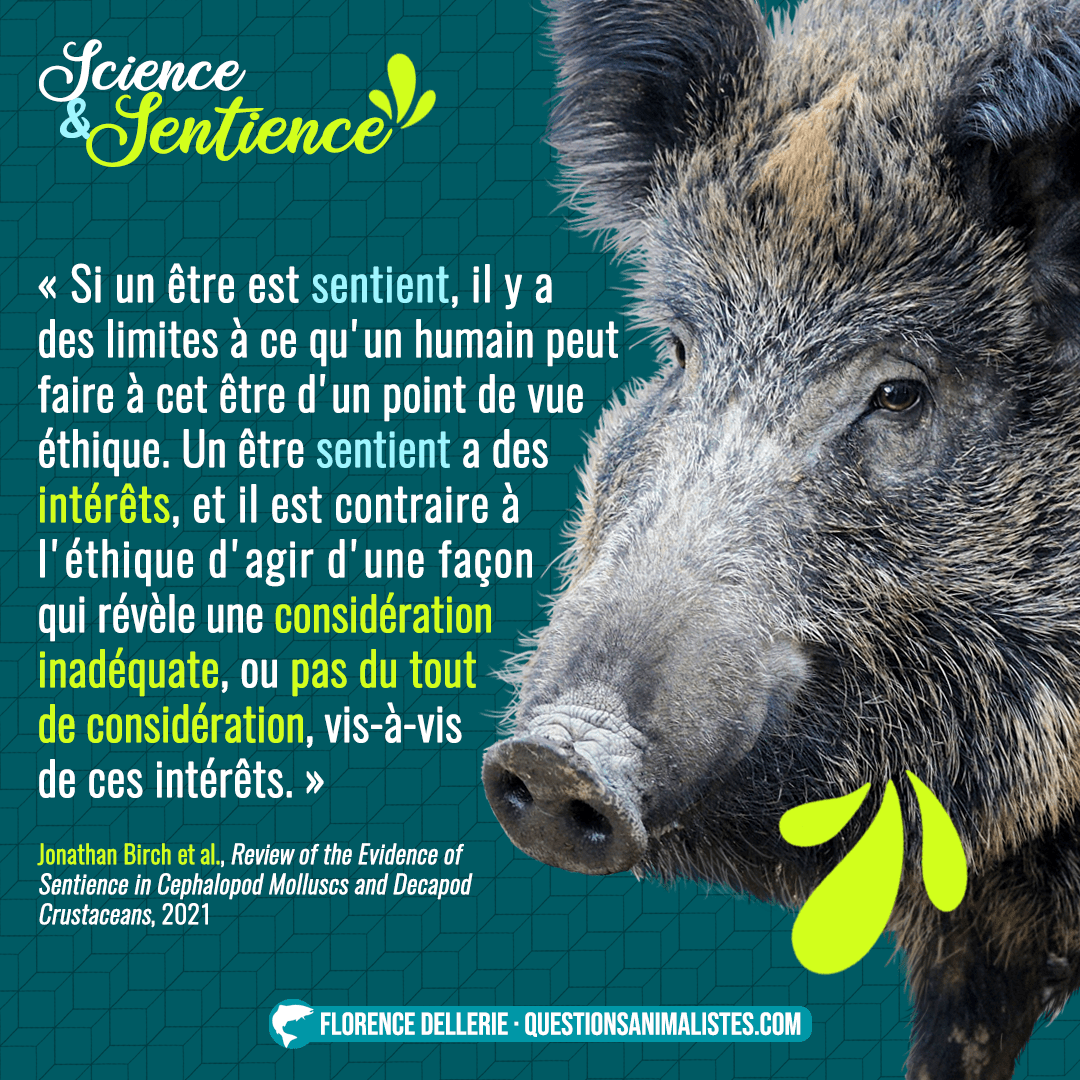 Série – Science et Sentience – Questions animalistes